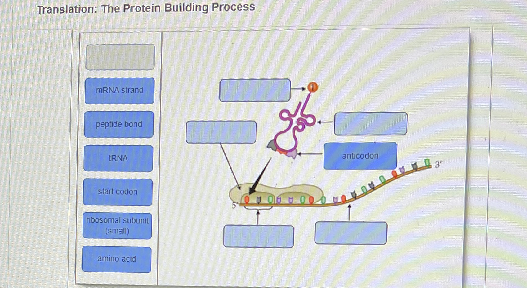 Solved Translation: The Protein Building Process | Chegg.com