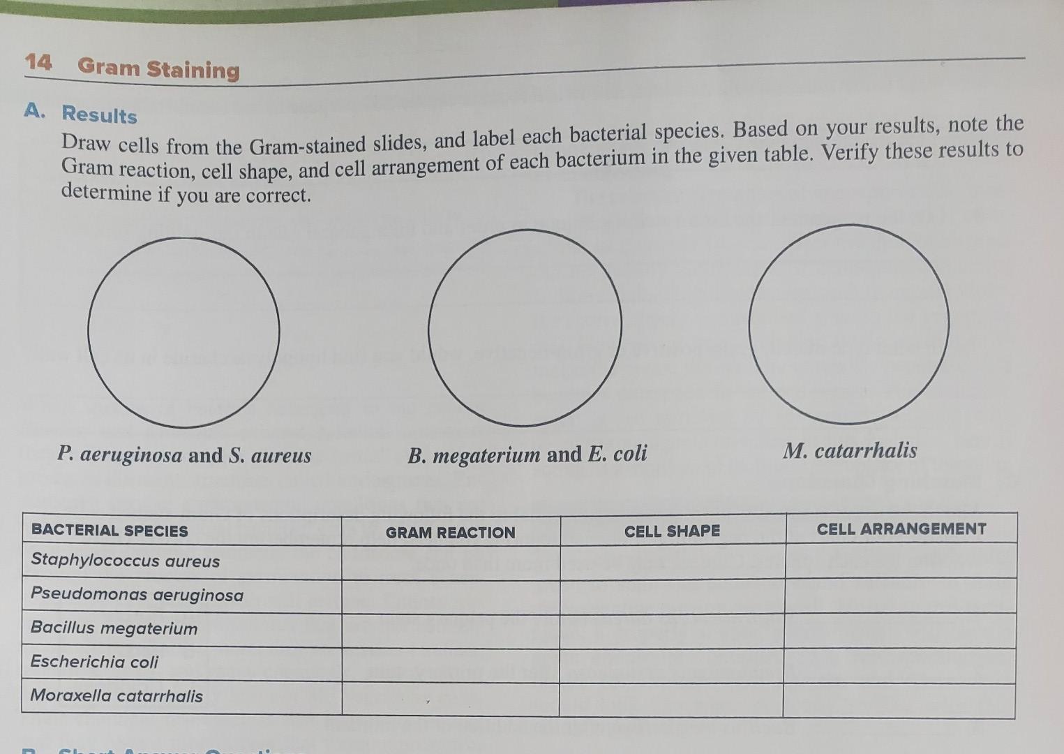 Solved 14 Gram Staining A. Results Draw cells from the | Chegg.com