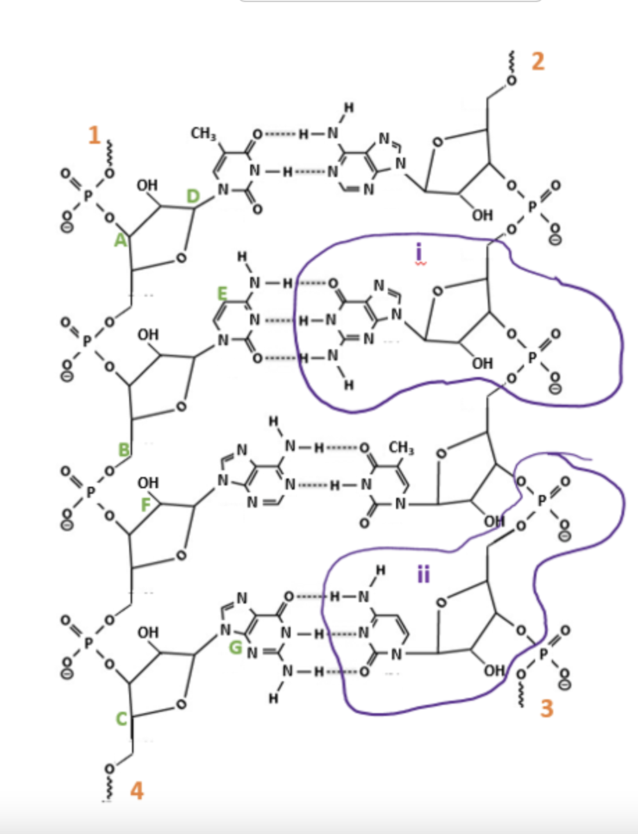 Solved The diagram below shows a nucleic acid. The squiggly | Chegg.com