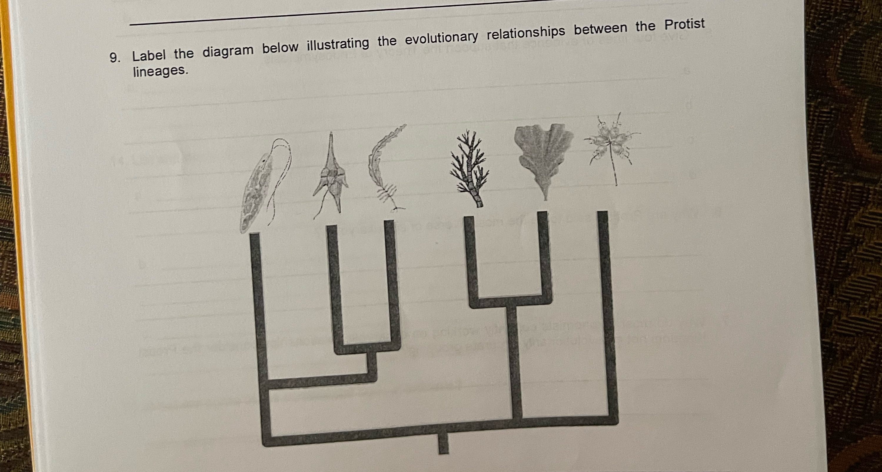 Solved Label the diagram below illustrating the evolutionary | Chegg.com