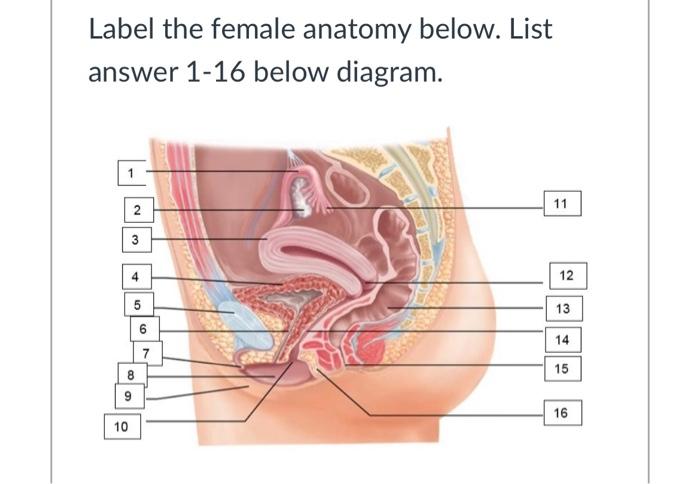 Solved Label the female anatomy below. List answer 1-16 | Chegg.com