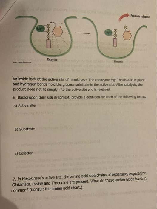 Solved 5. Some denaturation of proteins can be reversible. | Chegg.com