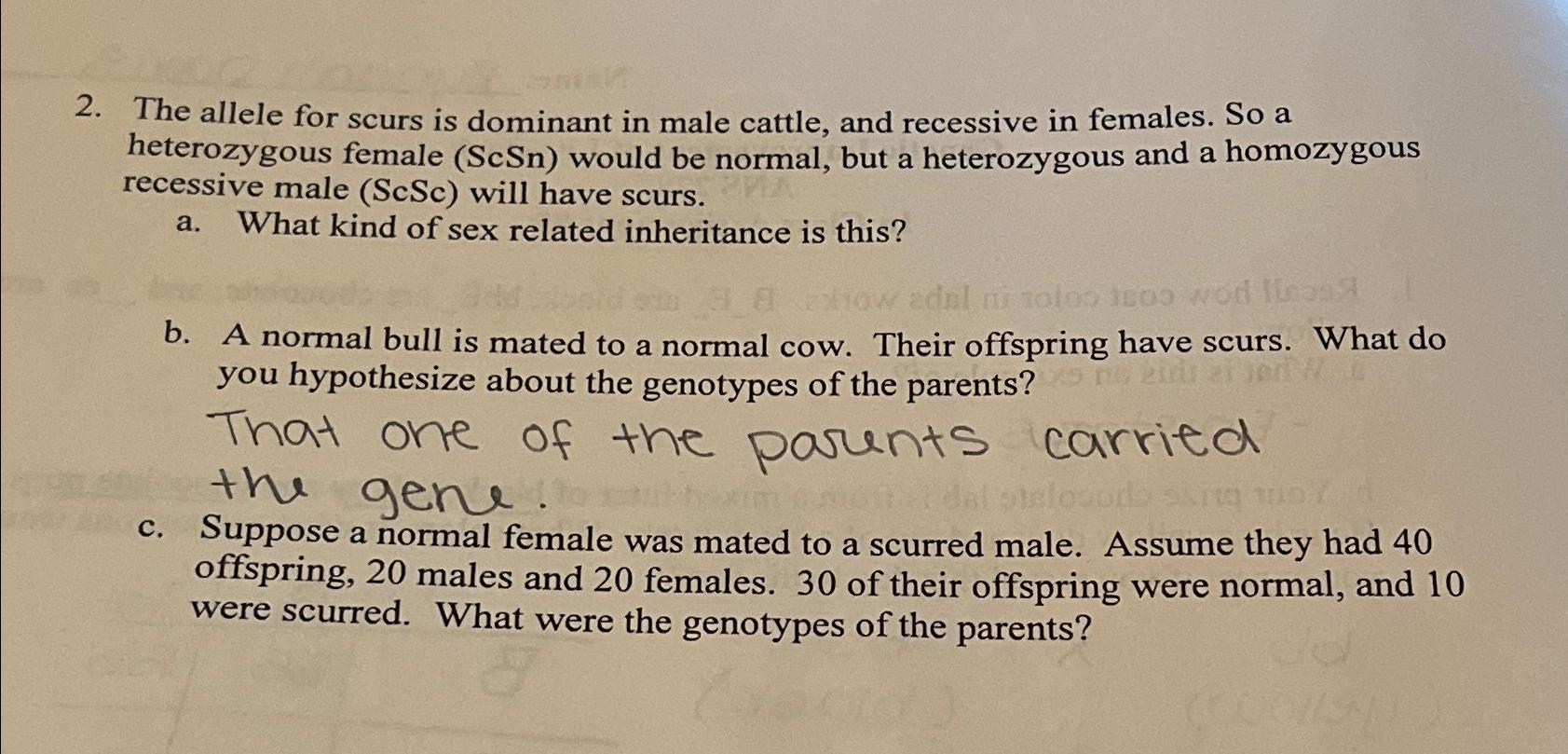 Solved The allele for scurs is dominant in male cattle, and | Chegg.com