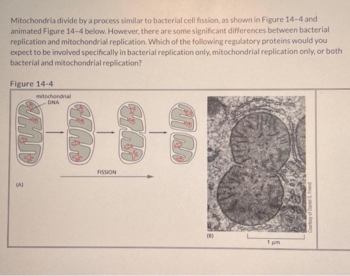 Solved Mitochondria divide by a process similar to bacterial | Chegg.com