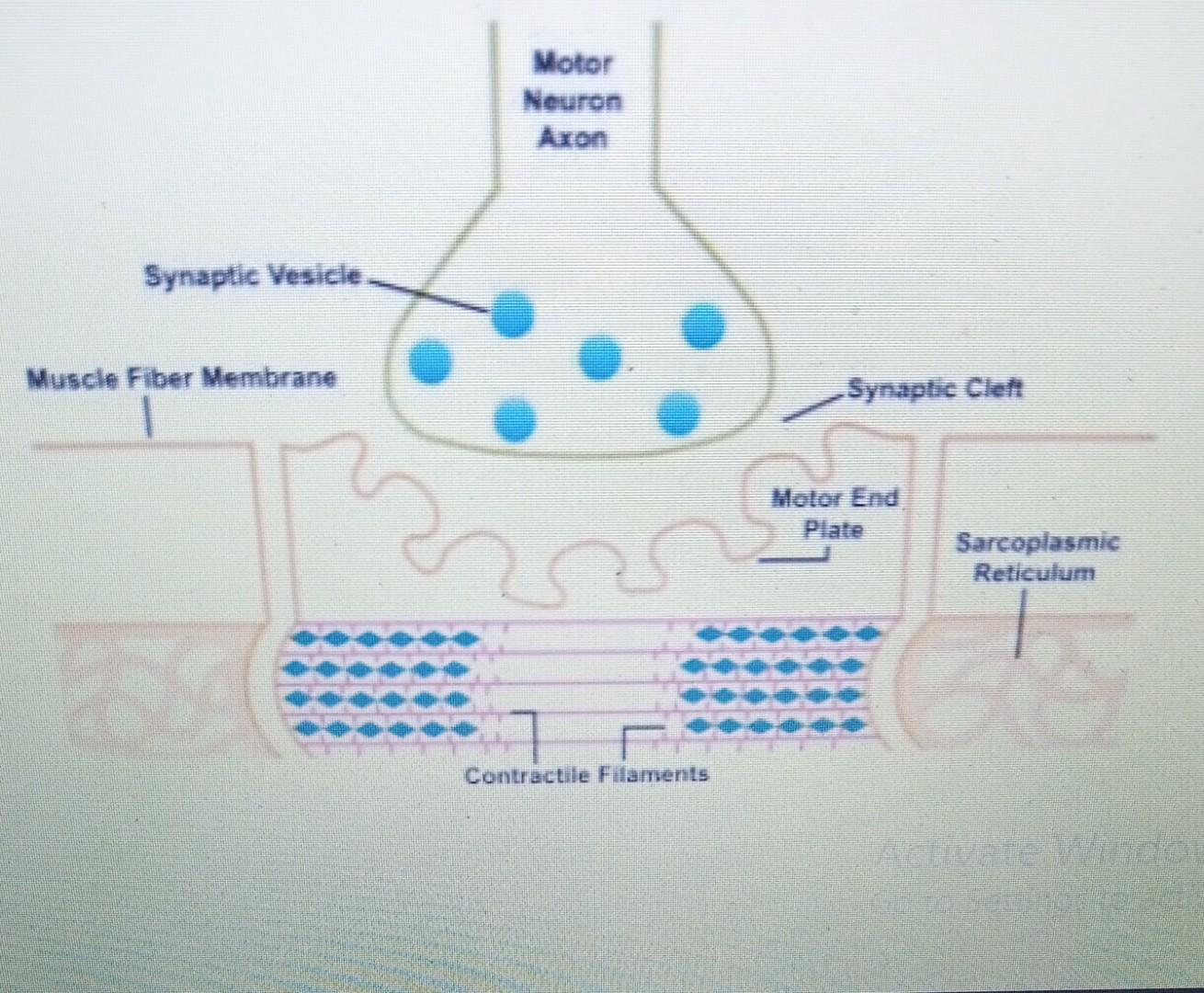 Solved label and explain the function of skeletal muscle | Chegg.com