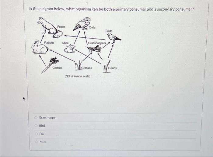 In the diagram below, what organism can be both a | Chegg.com