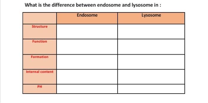 Solved What is the difference between endosome and lysosome | Chegg.com