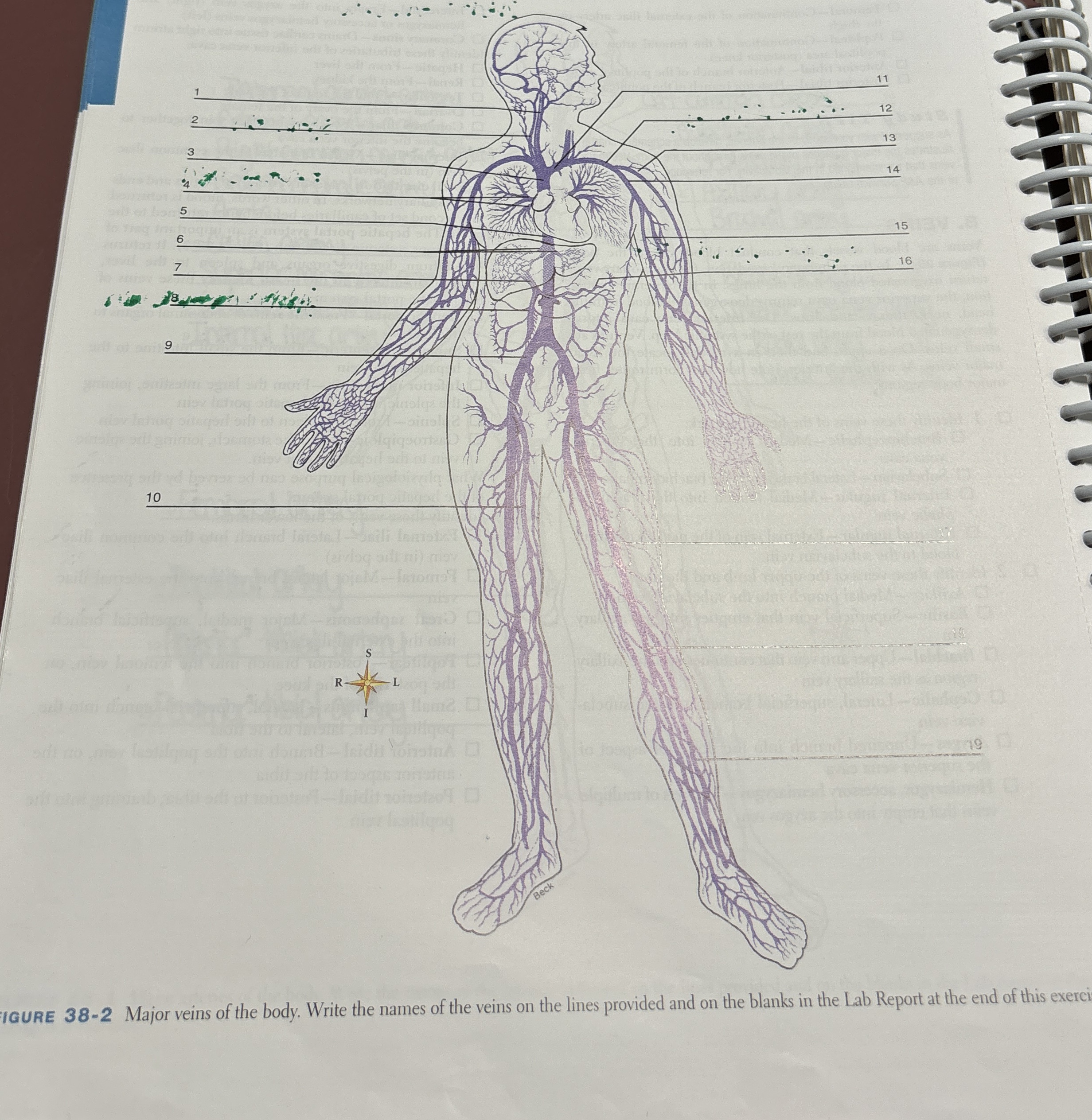 IGURE 38-2 ﻿Major veins of the body. Write the names | Chegg.com