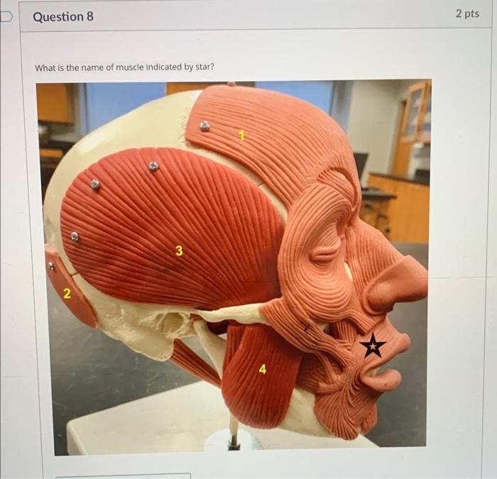 Solved What is the action of the muscle indicated by | Chegg.com