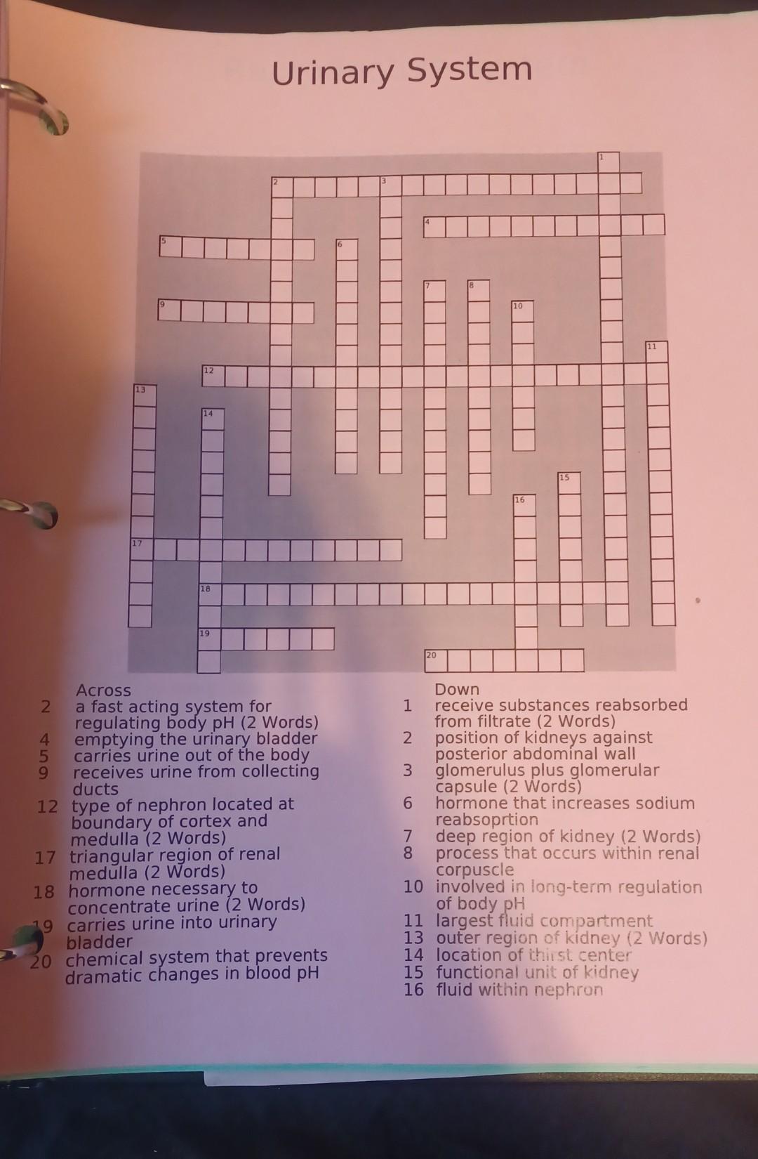 Solved Urinary System | Chegg.com