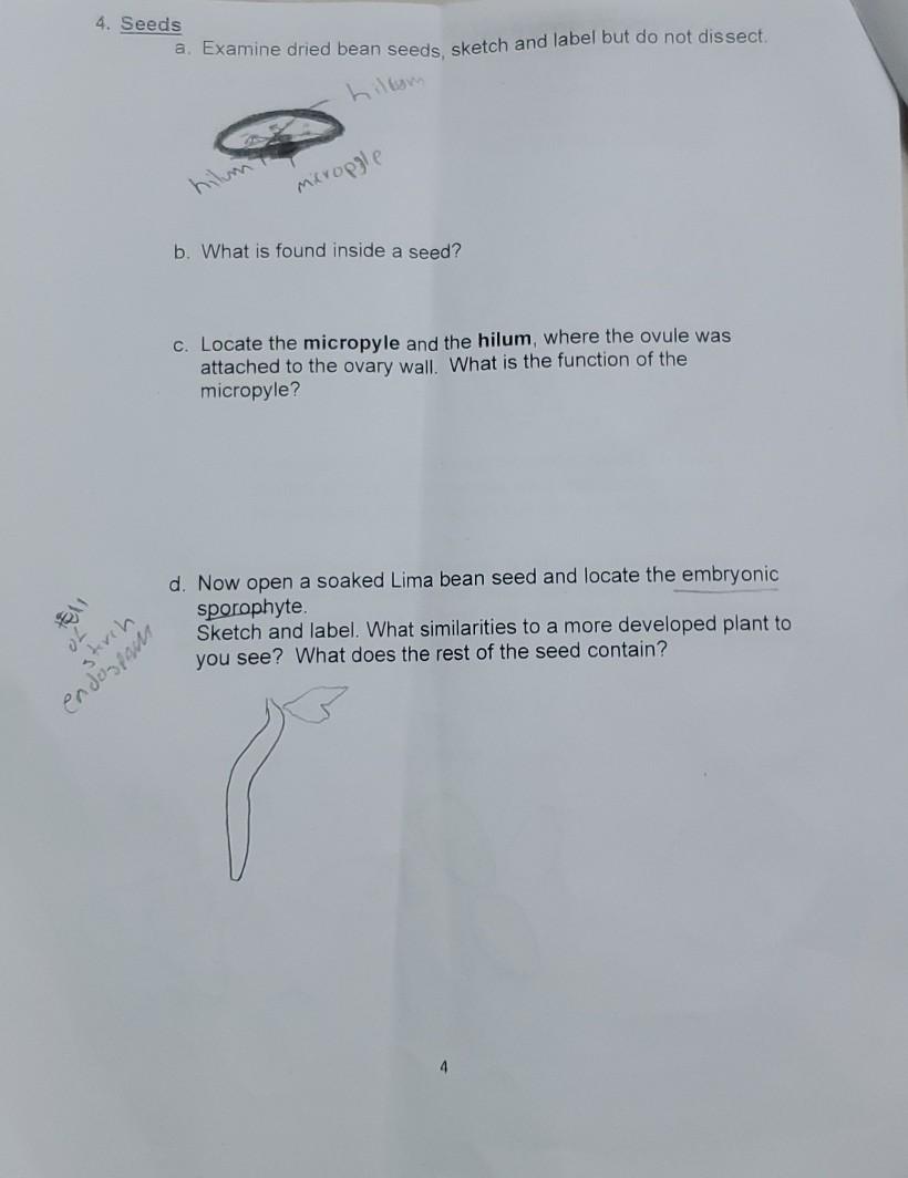 Solved 4. Seeds a. Examine dried bean seeds, sketch and | Chegg.com