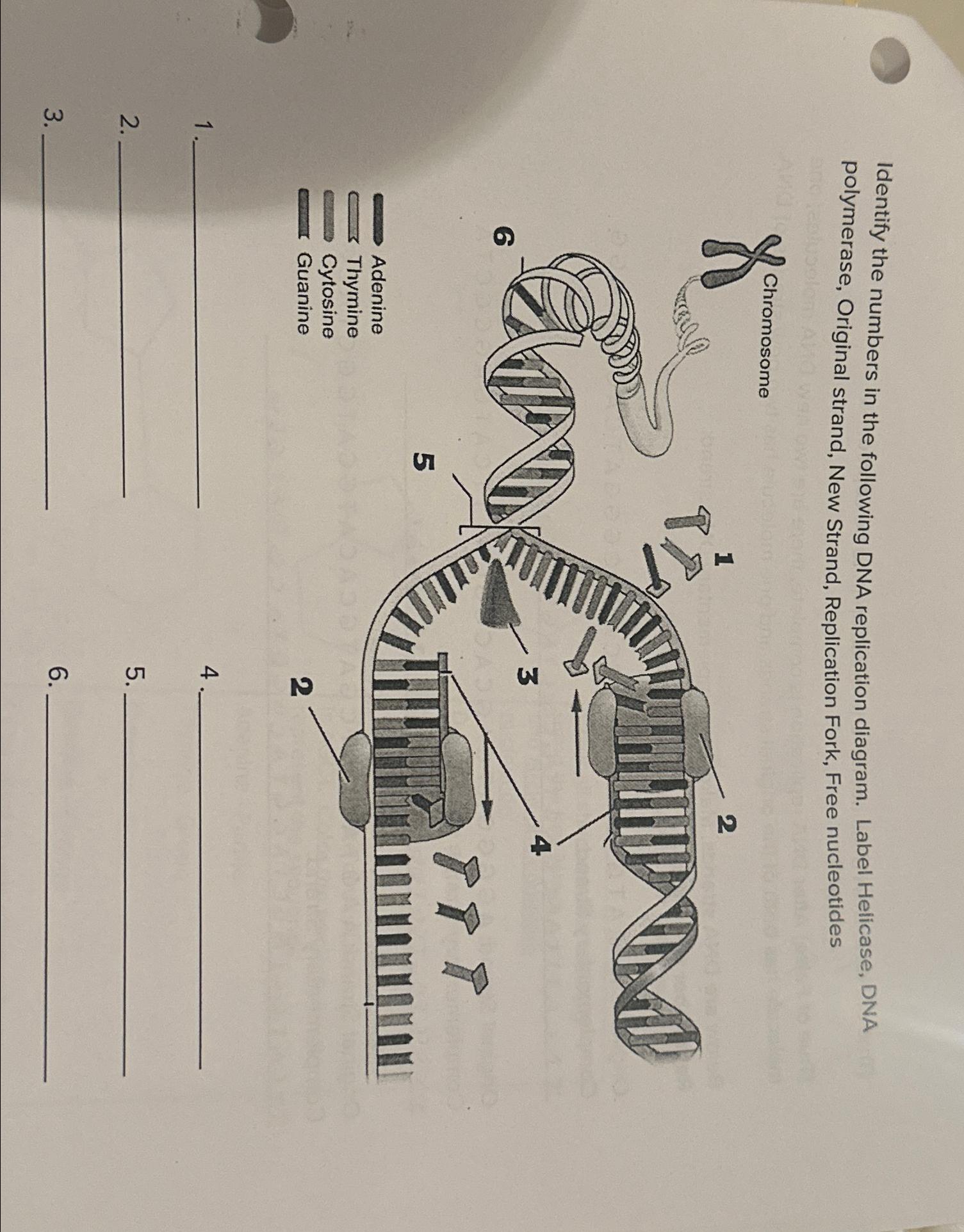 Solved Identify the numbers in the following DNA replication | Chegg.com