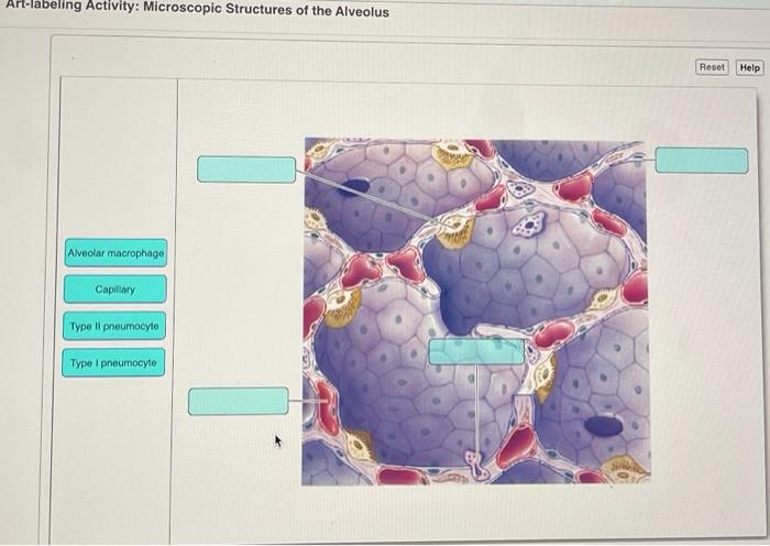 Solved Art-labeling Activity: Microscopic Structures of the | Chegg.com