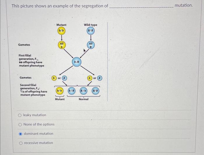 Solved This picture shows an example of the segregation of | Chegg.com