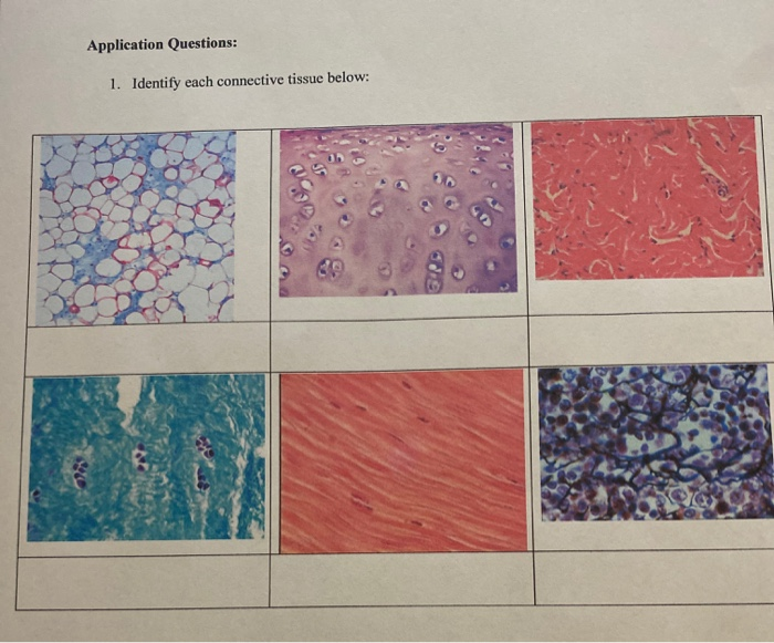 Solved Application Questions: 1. Identify each connective | Chegg.com
