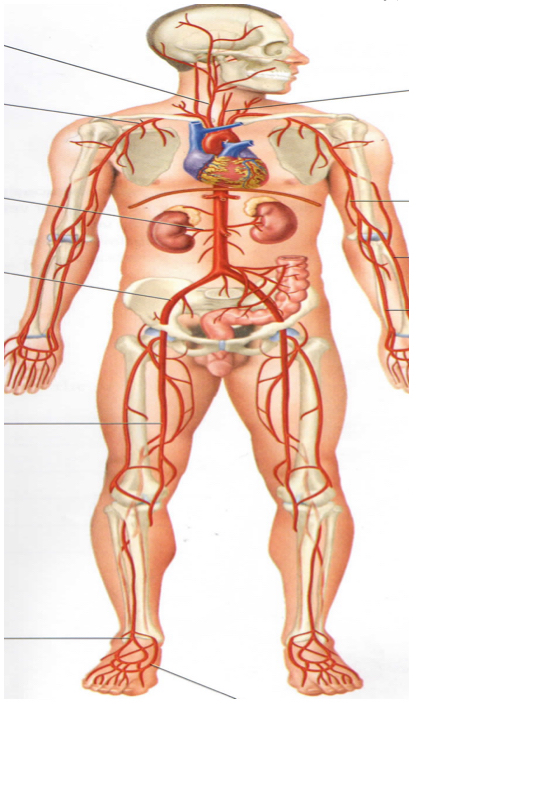 Solved Label the following arteries on the figures below | Chegg.com