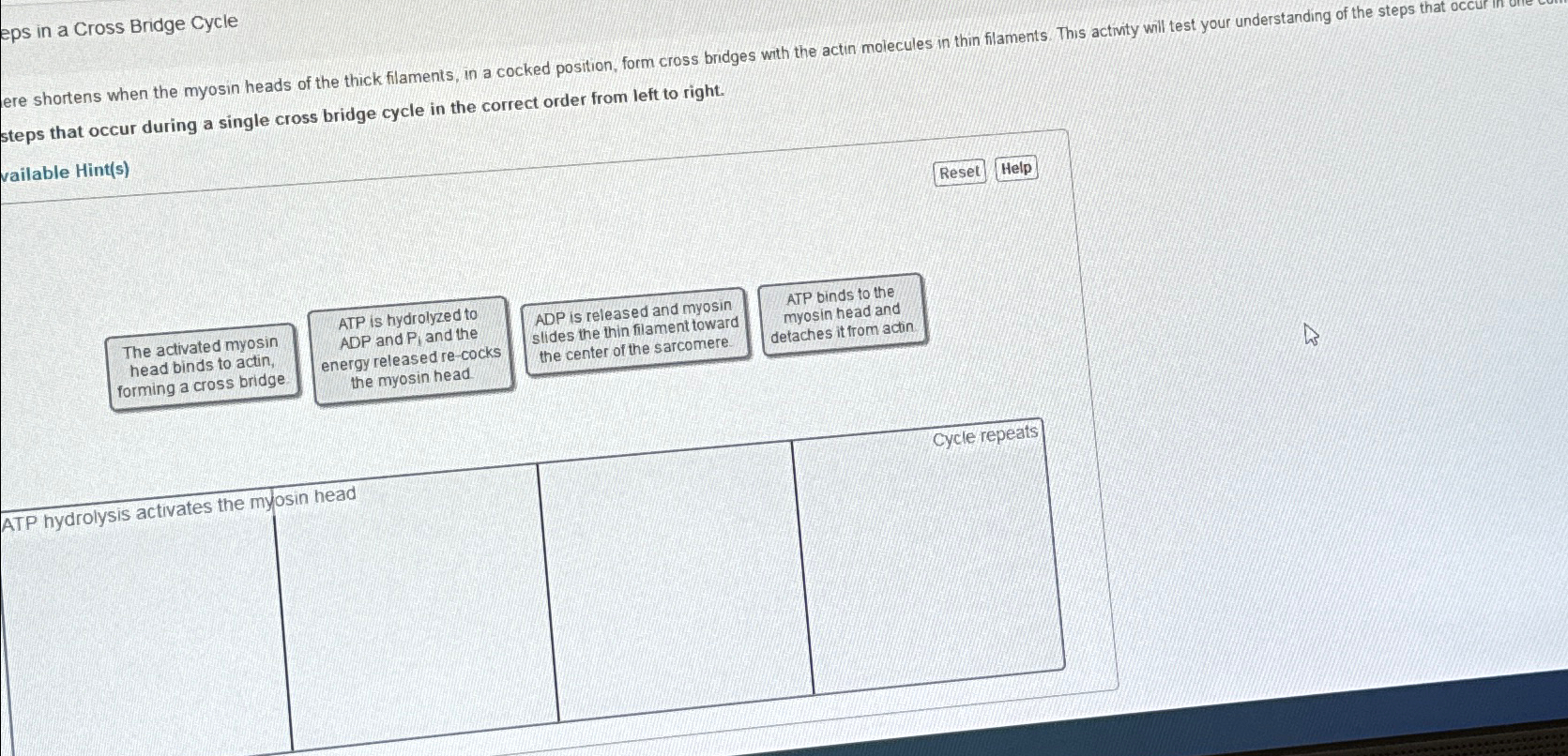 Solved eps in a Cross Bridge Cycleere shortens when the | Chegg.com