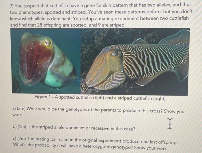 Solved 7) You suspect that cuttlefish have a gene for skin | Chegg.com