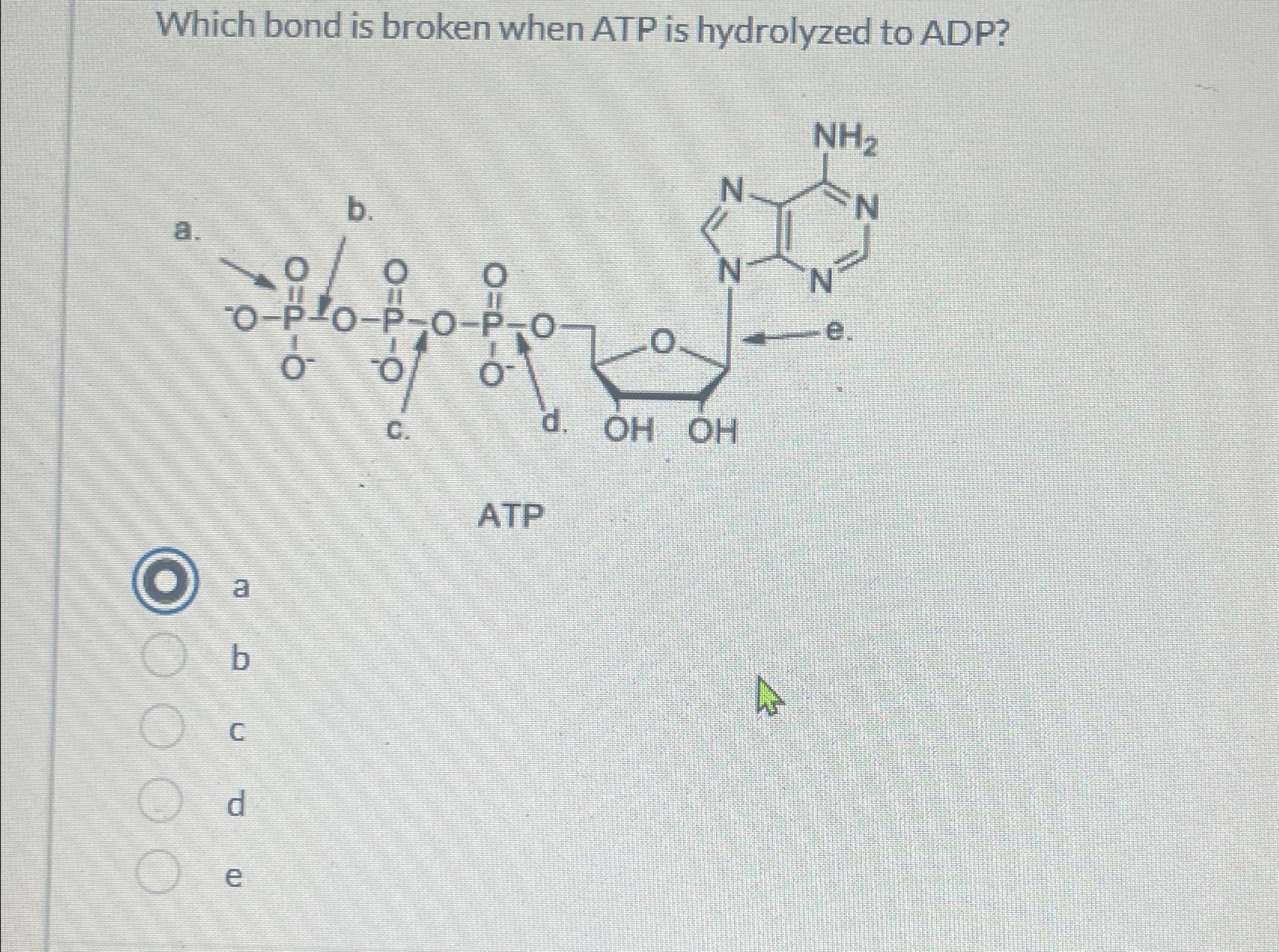 Which bond is broken when ATP is hydrolyzed to | Chegg.com