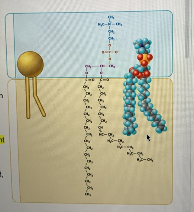 Solved Membrane components A. Phospholipids, shown in the | Chegg.com