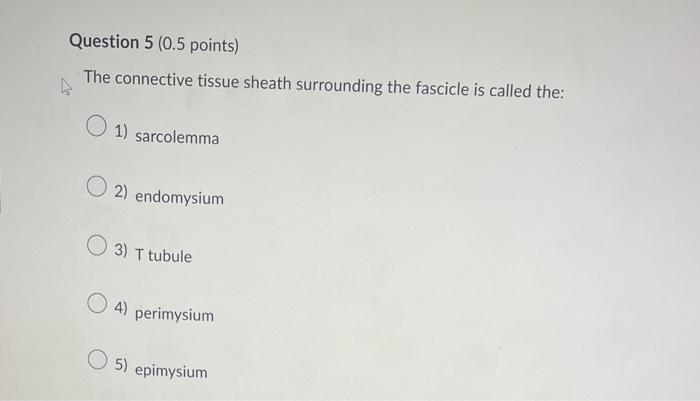 Solved The connective tissue sheath surrounding the fascicle | Chegg.com