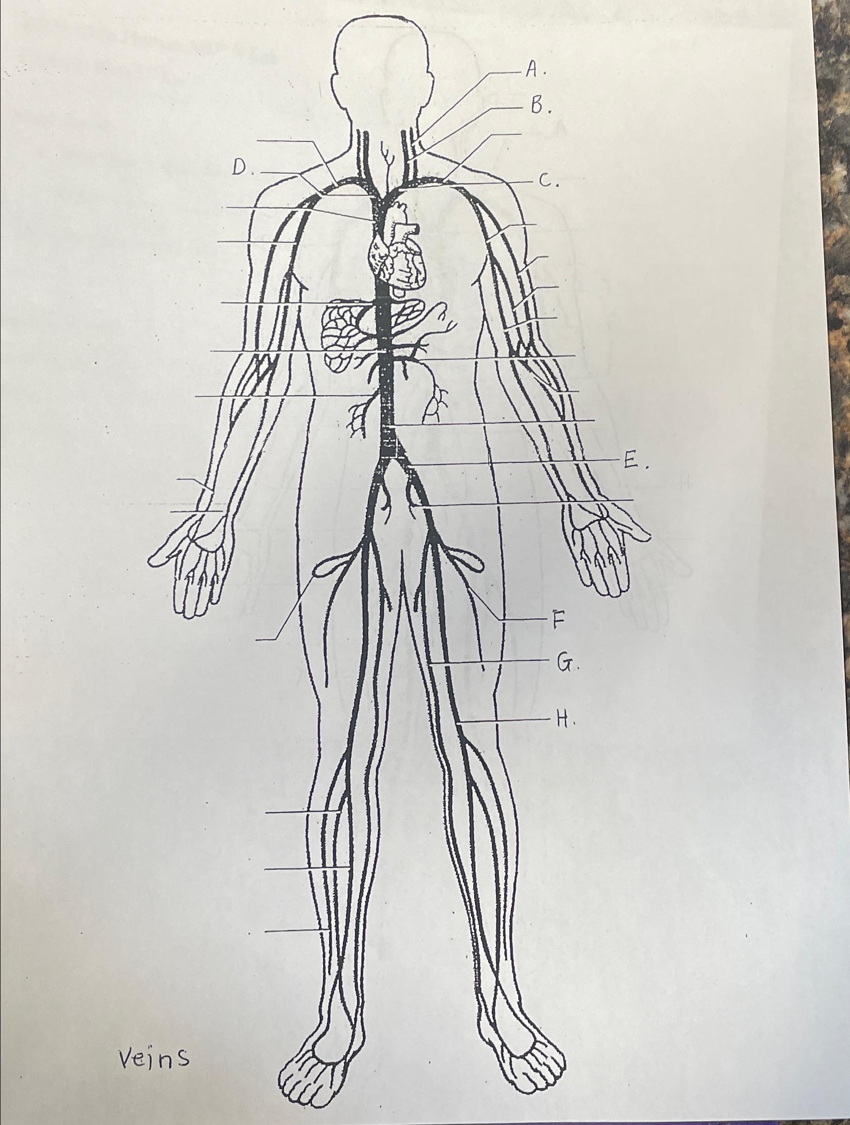 Solved Need help labeling the viens. | Chegg.com