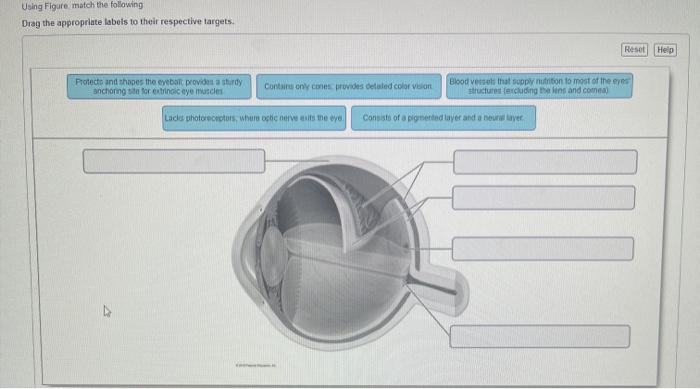 Solved Using Figure match the following Drag the appropriate | Chegg.com