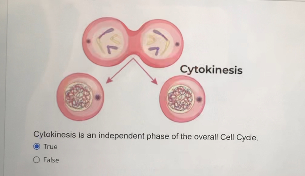 Solved Cytokinesis is an independent phase of the overall | Chegg.com