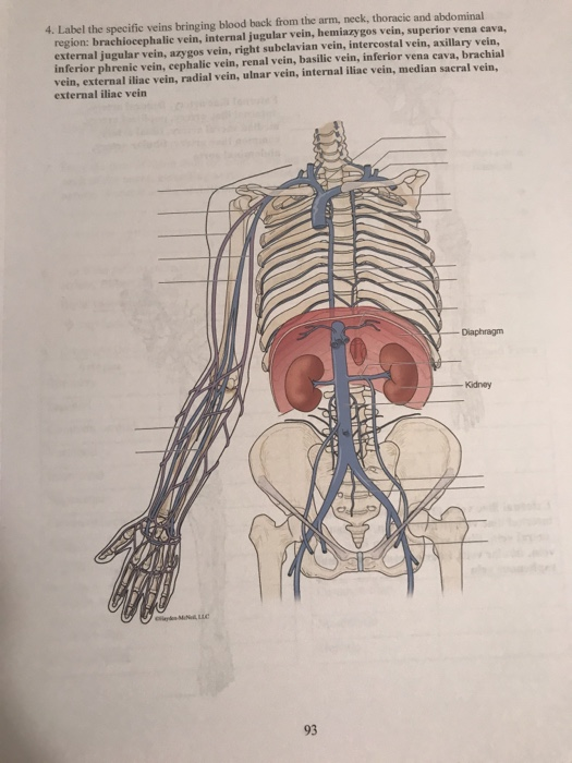 Solved 4. Label the specific veins bringing blood back from | Chegg.com