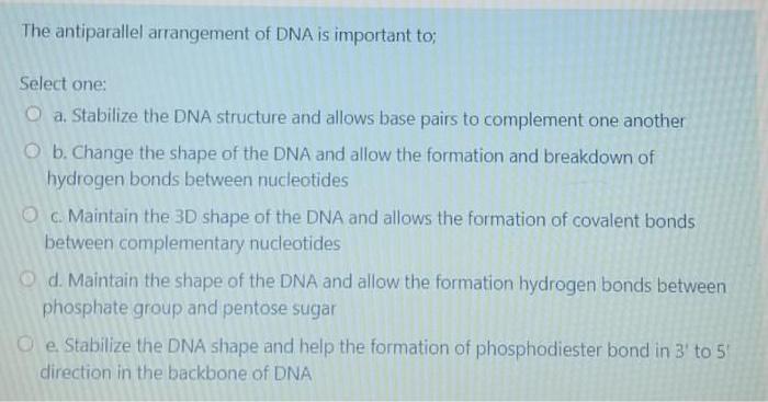 Solved The antiparallel arrangement of DNA is important to | Chegg.com