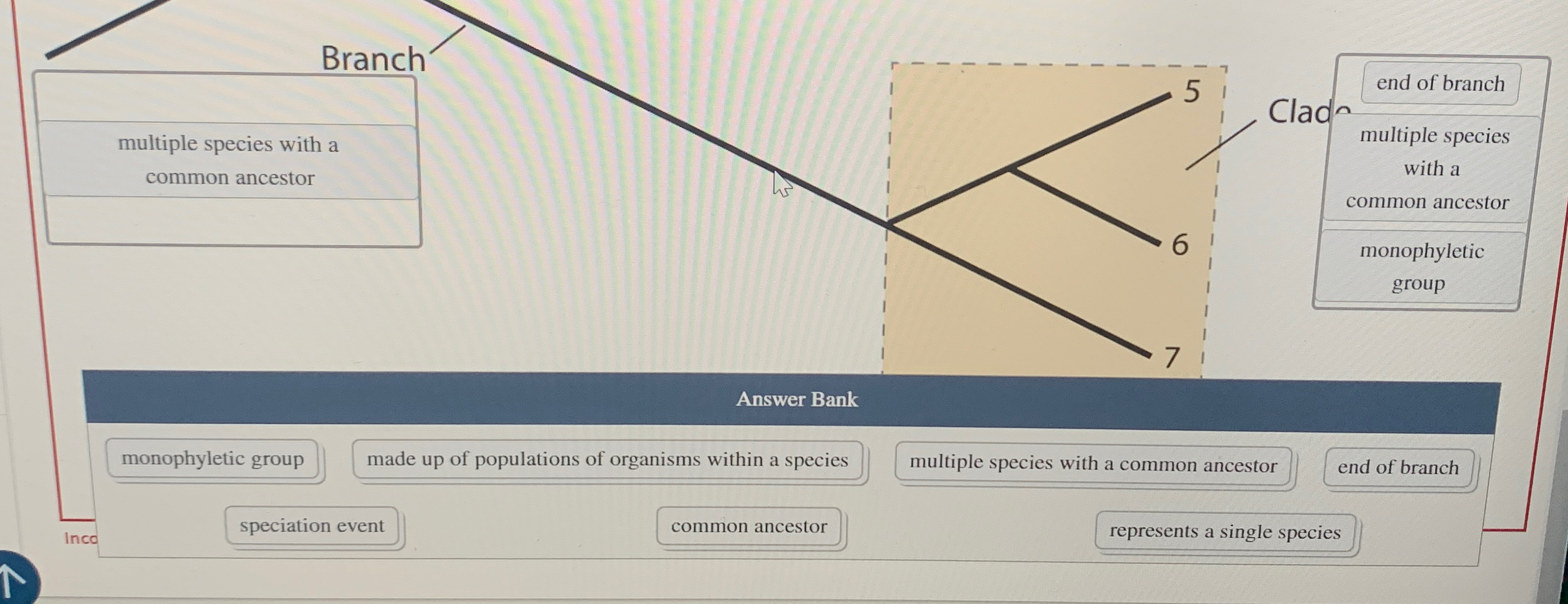 Solved Which of these define a branch within a phylogenetic | Chegg.com