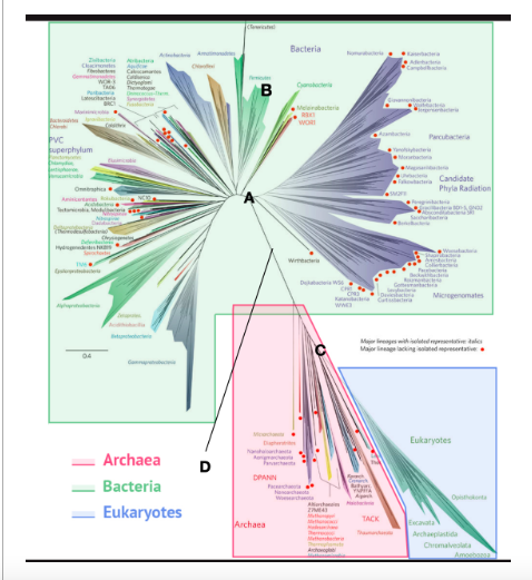Solved In this tree, where would LUCA should be placed? | Chegg.com
