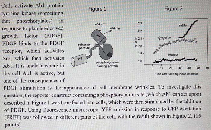 Solved 434 nm 2.3 ruffles 476 nm 2.2- CFP cytoplasm | Chegg.com