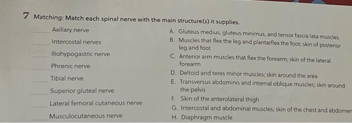 Solved 7 Matching: Match each spinal nerve with the main | Chegg.com