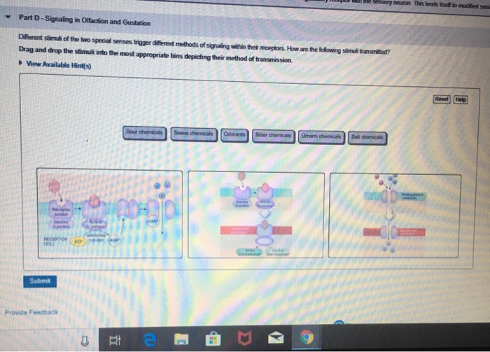 Solved J e sory neuron. This lends to modified see Part | Chegg.com Solved J e sory neuron. This lends to modified see Part | Chegg.com