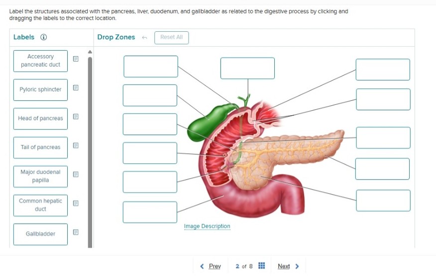Solved Label the structures associated with the pancreas, | Chegg.com