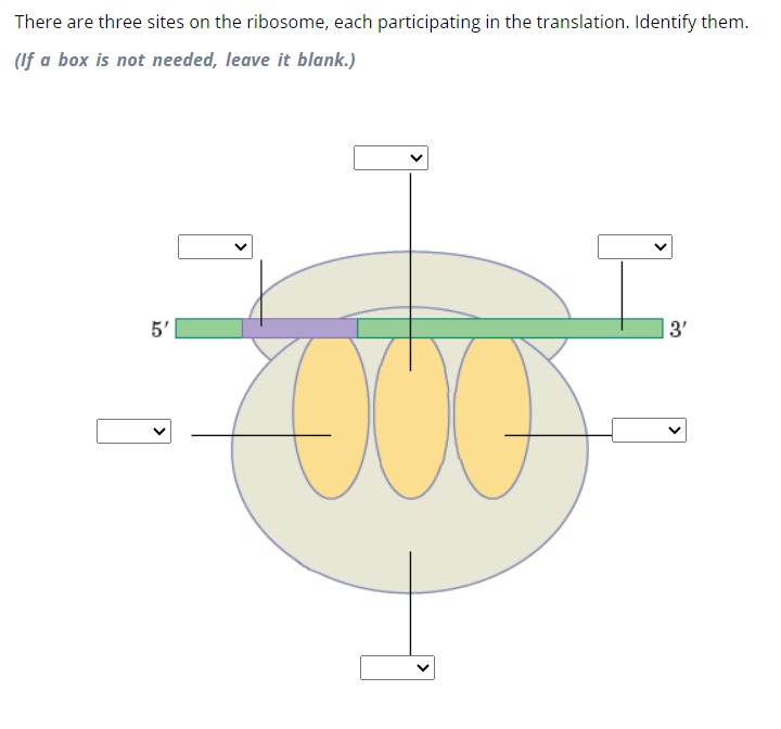 Solved There are three sites on the ribosome, each | Chegg.com Solved There are three sites on the ribosome, each | Chegg.com