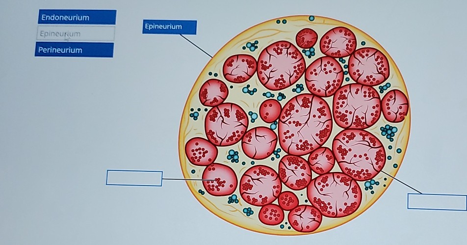 Solved Endoneurium Epineurium Epineunum Perineurium .:16 . . | Chegg.com