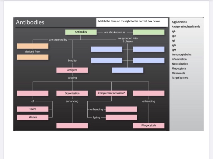 Solved Antibodies Match the term on the right to the correct | Chegg.com