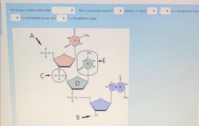 Solved The 5′ end of this strand is and the 3′ end is is a | Chegg.com