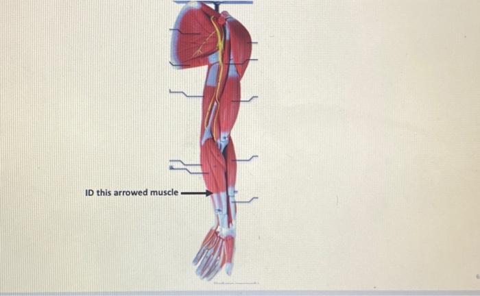 Solved ID arrowed muscle | Chegg.com