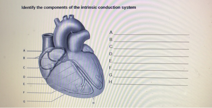 Solved Identify the components of the intrinsic conduction | Chegg.com