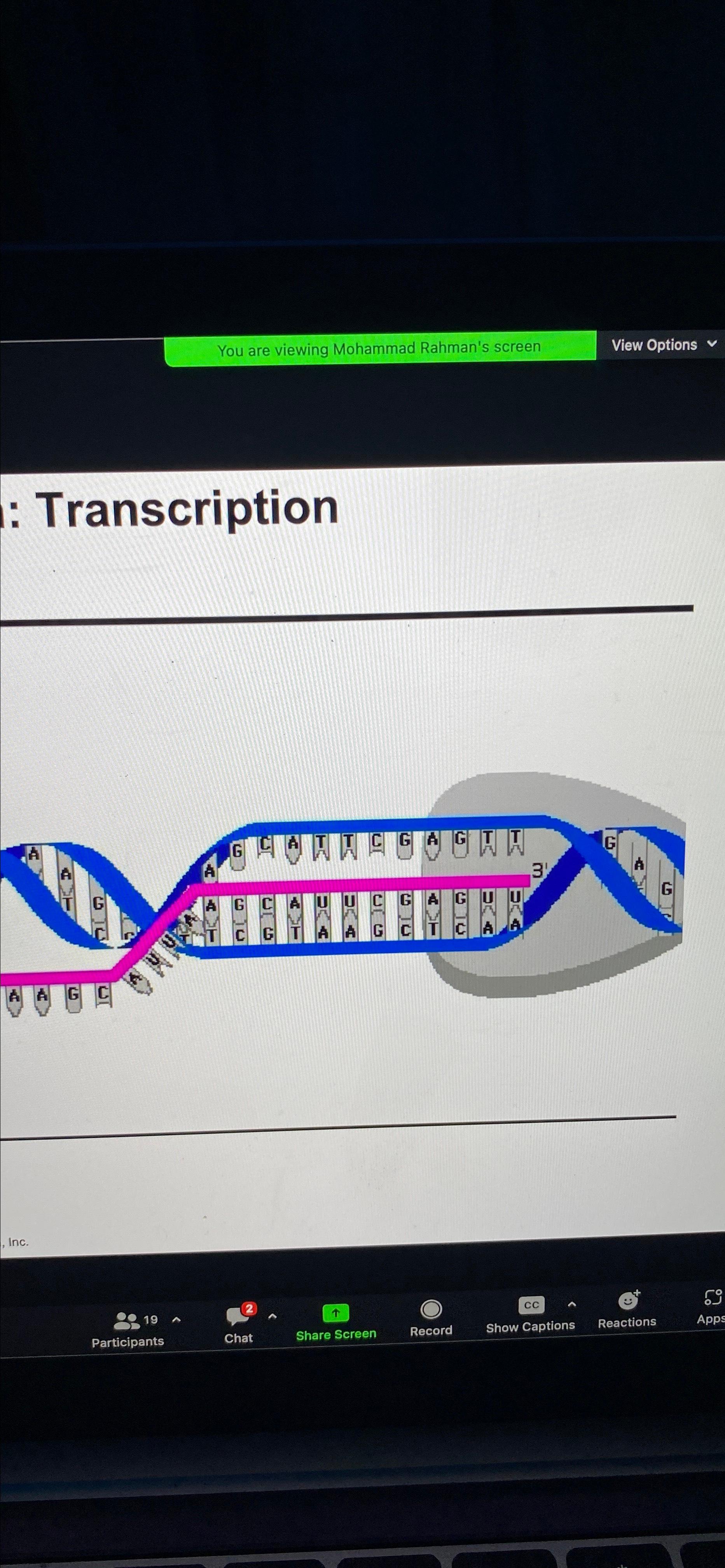 Solved : Transcription | Chegg.com