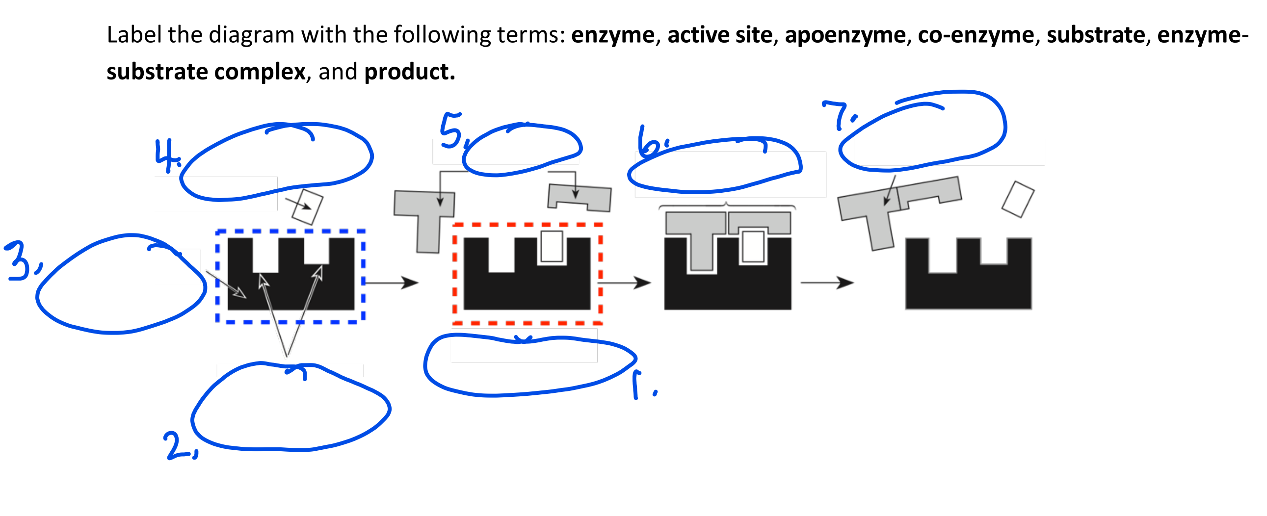 Solved Label the diagram with the following terms: enzyme, | Chegg.com