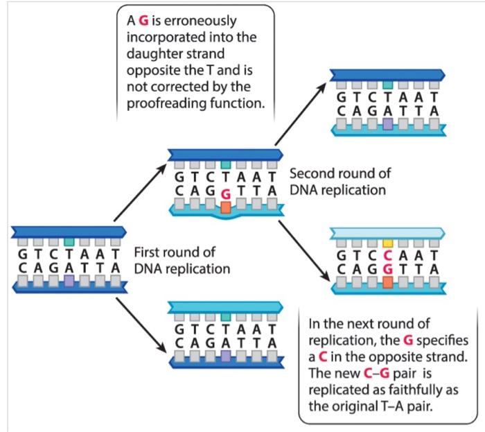 Solved Explain the process of DNA typing and how it relates | Chegg.com
