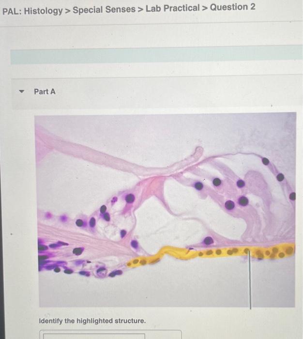 Solved Identify the highlighted structure. | Chegg.com