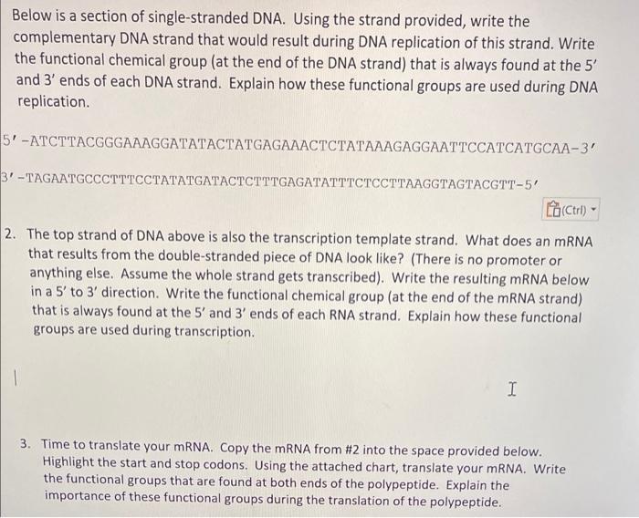 Solved Below is a section of single-stranded DNA. Using the | Chegg.com