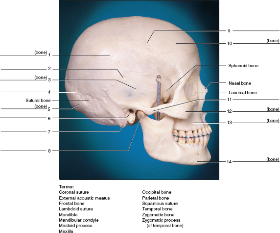 30 Label The Anterior Bones And Features Of The Skull Labels Ideas 