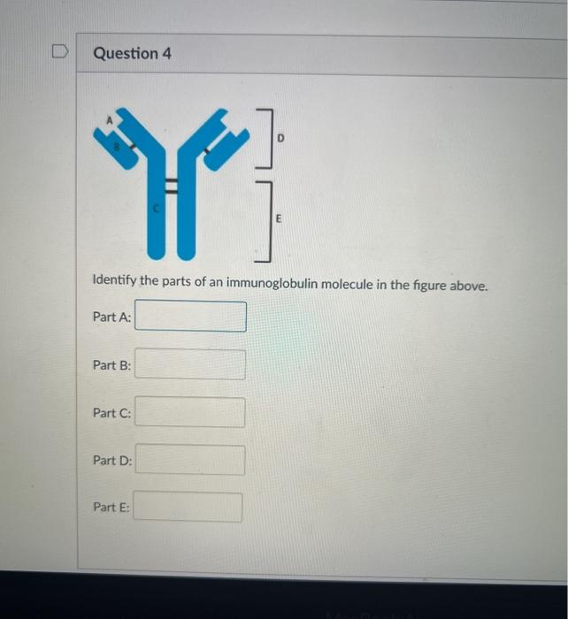 Solved Identify the parts of an immunoglobulin molecule in | Chegg.com