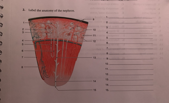 Solved 2. Label the anatomy of the nephron. 1. 1 2. 3. 2 3 | Chegg.com